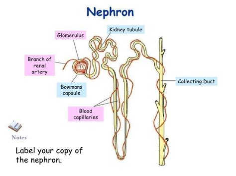 How To Properly Label The Nephron Diagram A Step By Step Guide