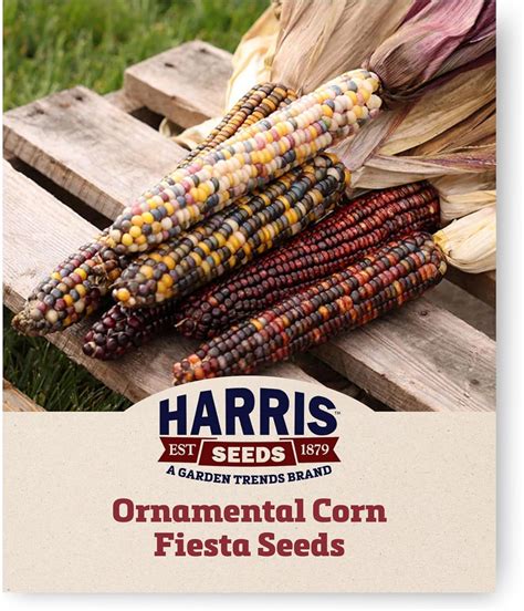 Harris Seeds Ornamental Corn Seeds Treated Non Gmo Mix Color 100