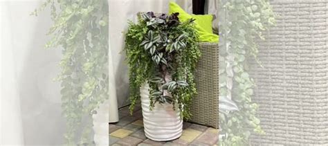 Набор комнатных растений купить в Краснодаре Товары для дома и дачи Авито