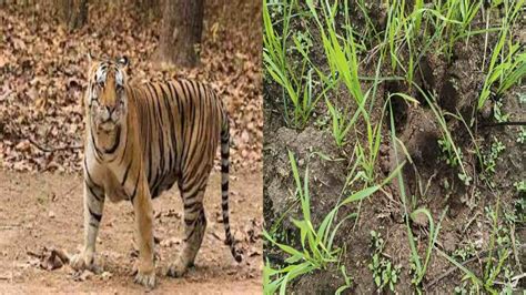 शहरी क्षेत्र में बाघ की एंट्री से दहशत घर के पास पैर के निशान मिलने से