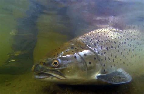 Video Roundup Due South Tying The Cinder Worm Rio Gallegos Into The Void Fly Life Magazine