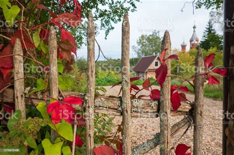 오래된 나무 문은 빨간색과 녹색 잎이있는 리아나와 얽혀 있습니다 알루미늄 와이어로 만든 후크가 있습니다 교회가 있는 시골 풍경은 배경에서 볼 수 있습니다 배경 0명에 대한