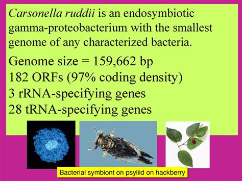 Prokaryotic Genome Size Evolution Ppt Download