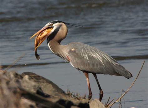 Great Blue Heron Ardea Herodias Natureworks