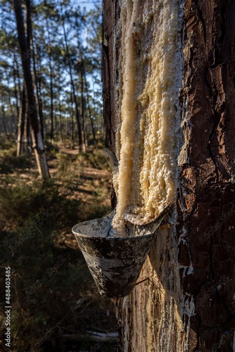 Extraction Of Natural Resin From Pine Tree Trunks Stock Photo Adobe Stock