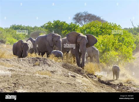 African Elephant African Bush Elephant African Savanna Elephant