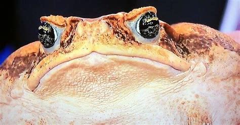 Mr Grumpy Toad Is Grumpy R Funny
