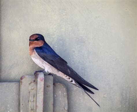 Sweet Swallow Swallows Commonly Known As Barn Swallows A Flickr