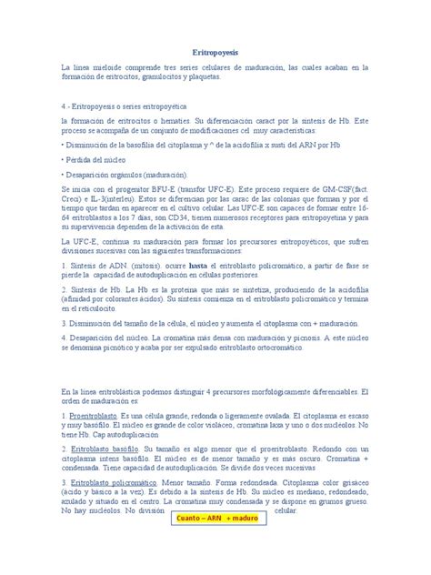 Proceso Y Regulación De Eritropoyesis Pdf Glóbulo Rojo Nucleo Celular