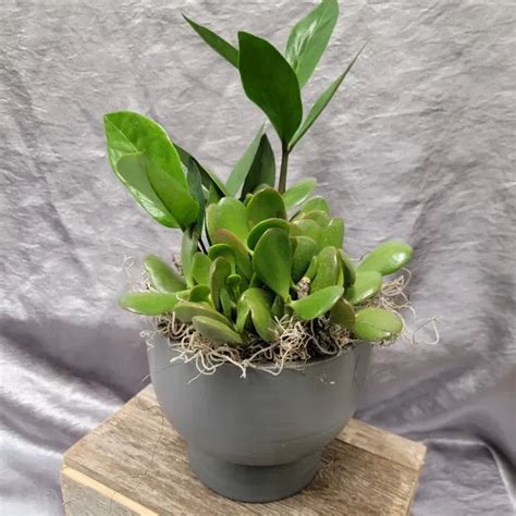 6 Gray Ceramic Conainer With Plants