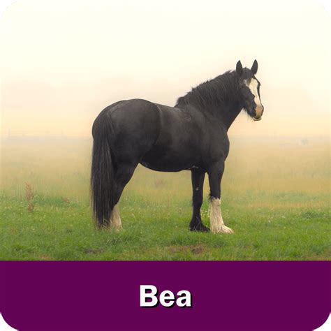 Tia Rescue Daisy And Bea