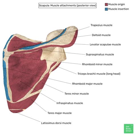 Scapula Bone Anatomy Structure And Labeled Diagram 60 Off Scapula Bone Anatomy Structure And Labeled Diagram 60 Off