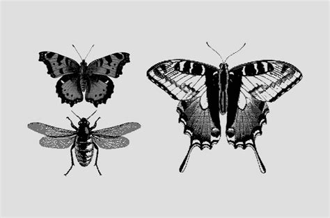 Download Bugs Dithering Bitmap Vector Shapes