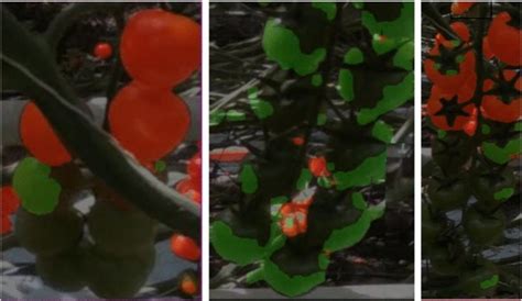 Examples Of Unsatisfactory Segmentation Results For Red And Green Tomatoes Download Scientific