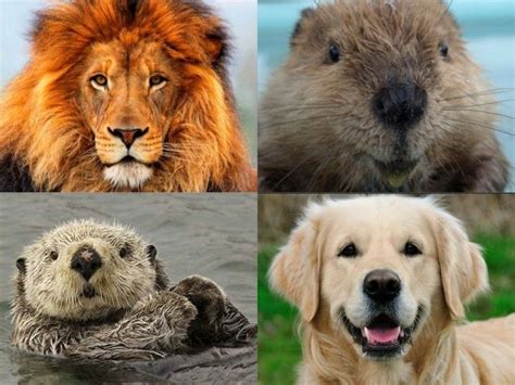 Personality Test Lion Beaver Otter Golden Retriever Thaoskis