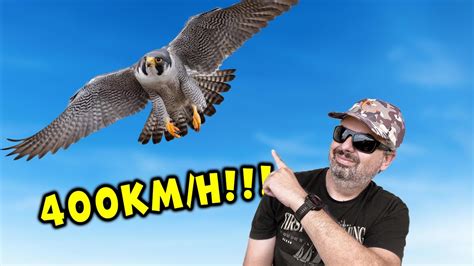 Спасяваме НАЙ БЪРЗОТО ЖИВОТНО НА ПЛАНЕТАТА Каква е съдбата му Youtube