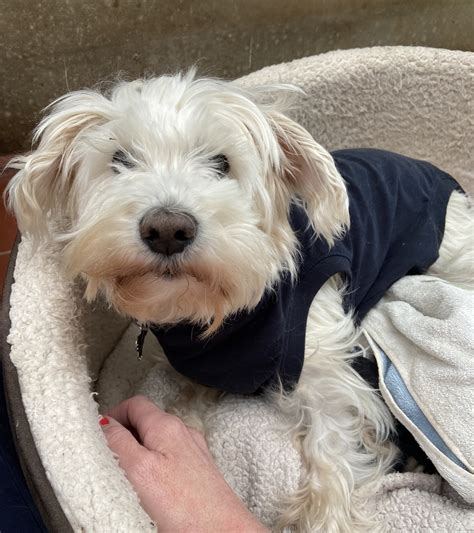 Anousha Shimmi Esther And Rhuby — Schnauzerfest