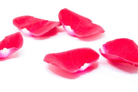 흰색 바탕에 장미 꽃잎입니다 핑크 장미 꽃잎 근접 촬영 사진입니다 아름 다운 벨벳의 꽃잎 결혼식에 대한 스톡 사진 및 기타 이미지 Istock