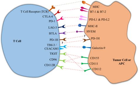 Interaction Of Immune Checkpoint Receptors And Their Respective Download Scientific Diagram