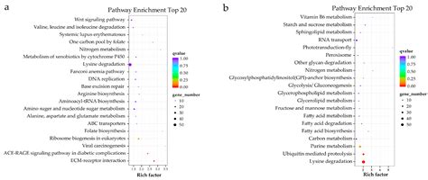 Gonadal Transcriptome Sequencing Analysis Reveals The Candidate Sex