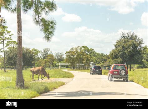 Florida Usa September 19 2019 Lion Country Safari Drive Through