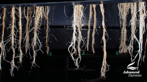 Plant Root Problems Our Guide For High Value Plant Growers