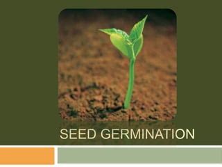 Seed Germination Pptx