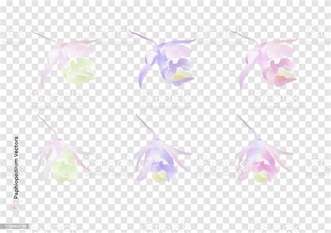 투명 배경에 고립 된 수채화 브러시와 Paphiopedilum 꽃 벡터 장식을위한 아름다운 꽃 요소 디자인 꽃 식물에 대한 스톡 벡터 아트 및 기타 이미지 Istock