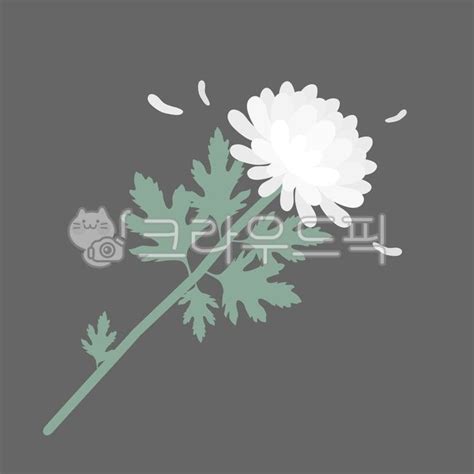 국화 추모 근조 꽃 국화꽃 사진이미지일러스트캘리그라피 Slea작가