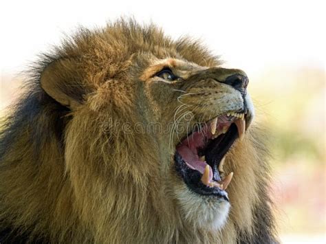 León Panthera Leo Foto De Archivo Imagen De Ambiente 260673824