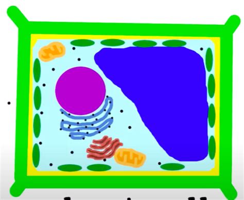 Plant Cells Diagram Quizlet