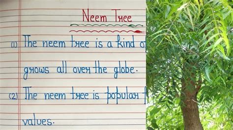 5 Lines On Neem Tree In Englishneem Tree Essay In Englishshort Essay On Neemneem Ke Ped Par