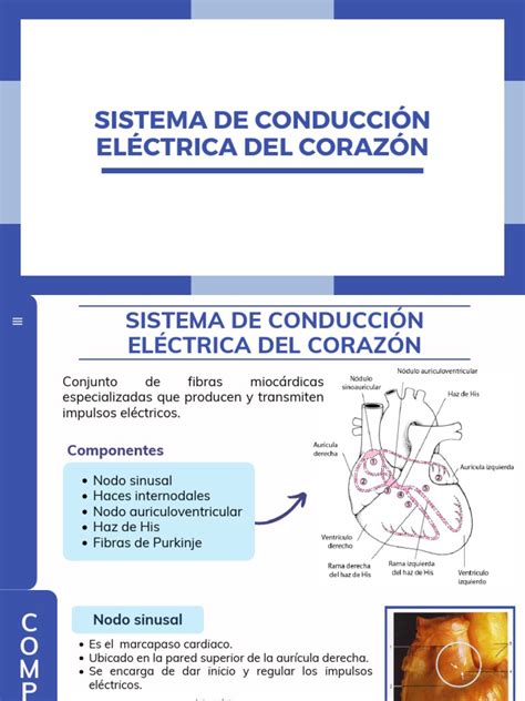 Sistema De Conducción Eléctrica Del Corazón Pdf Angiología