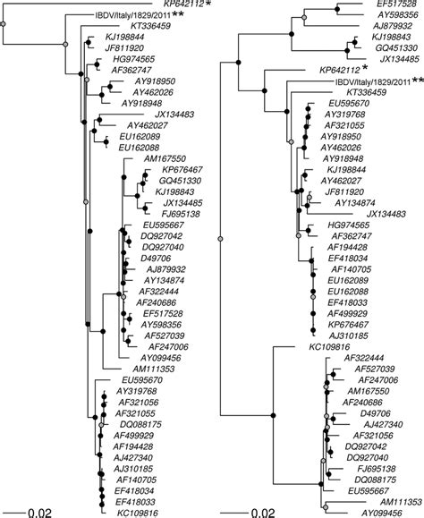 Midpoint Rooted Maximum Likelihood Ml Phylogenetic Tree Reconstructed