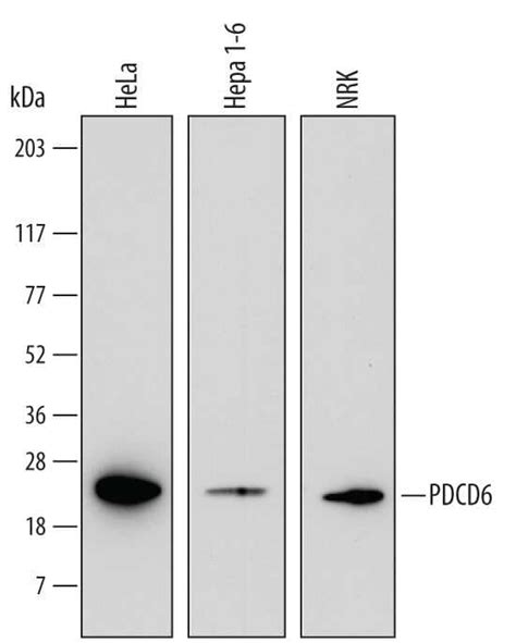 Pdcd6 Antibody 722232 Mab6015 Novus Biologicals