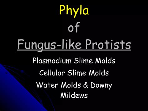 Protists Types PPT