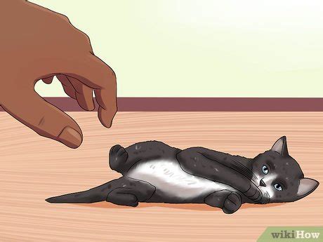 How To Feed Kittens 14 Steps With Pictures WikiHow Pet