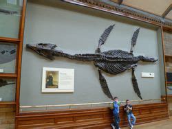 Facts And Figures About Plesiosaurus The Long Necked Marine Reptile