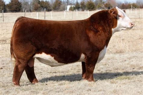 Hereford Premium Beef Genetics