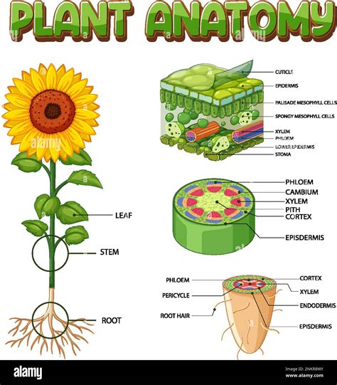 internal structure of plant diagram illustration stock vector image
