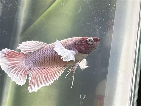 Betta Eye Problems