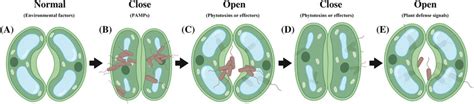 Close Open Close Open Coco Pattern In Stomata Pathogen Interactions