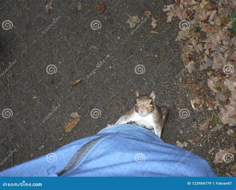 Squirrel Hugging Stock Image Image Of Levi Acorns 123904779