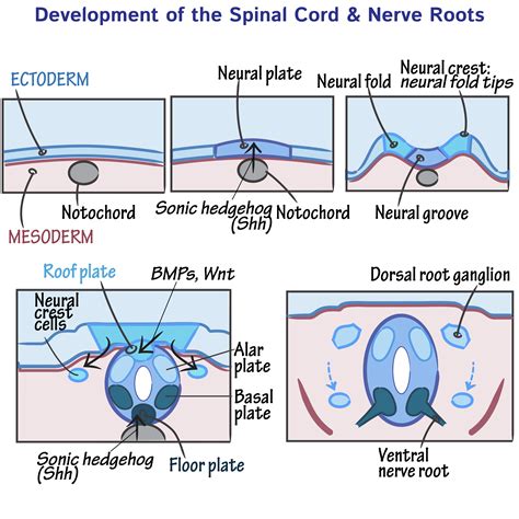 Embryology Glossary Neural Tube Internal Organization Ditki Medical