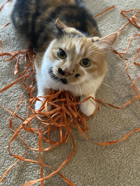 They Didnt Like My Idea Of Floppa Friday Rfloppa