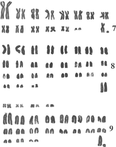 Representative Karyotype Of A Male Microtus Oeconomus TK 44844 Sex Download Scientific