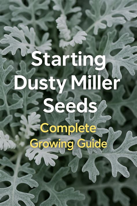 Starting Dusty Miller Seeds Complete Guide For Germination And Growth