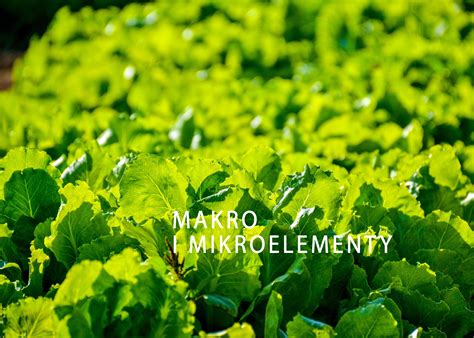 Mikroelementy I Makroelementy Dla Roślin Greenecopoland Pl