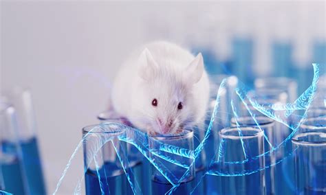 Speeding Up Mouse Model Generation Without Reducing Quality Fierce