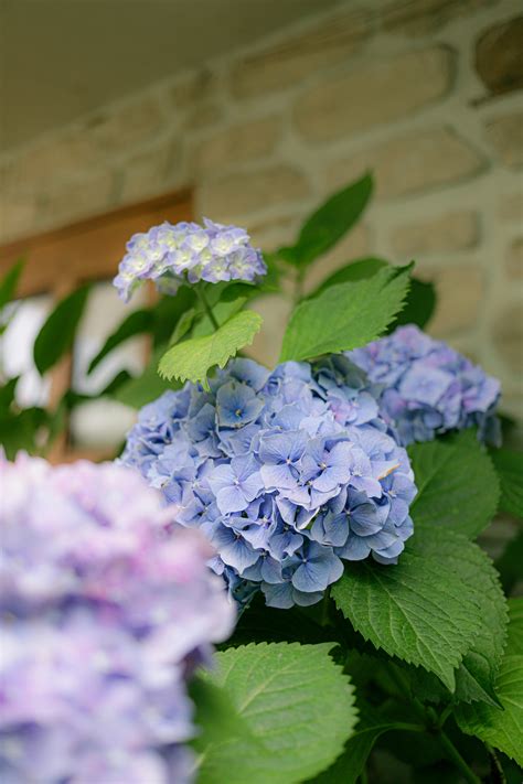 집 밖의 경치 계절 관목 관상용 식물 꽃 꽃무늬 꽃이 만개한 꽃이 피는 꽃잎 나뭇잎 녹색 다년생 다채로운 뒤뜰 매크로 무리 무성한 바위취과